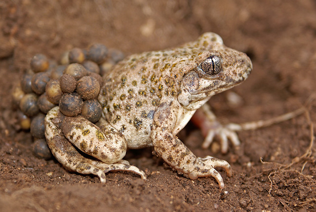 Midwife toad ~ Detailed Information | Photos | Videos