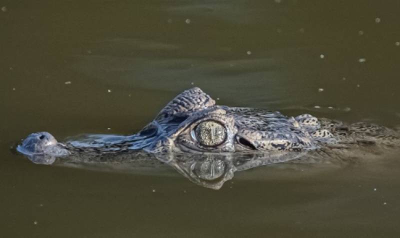 ! Murcia Today - Watch: Metre-long Alligator Rescued From Spanish ...
